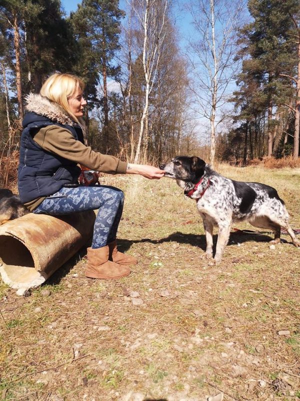 About Us - Safe Rescue for Dogs