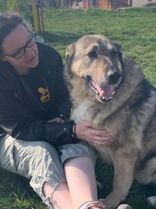 About Us - Safe Rescue for Dogs