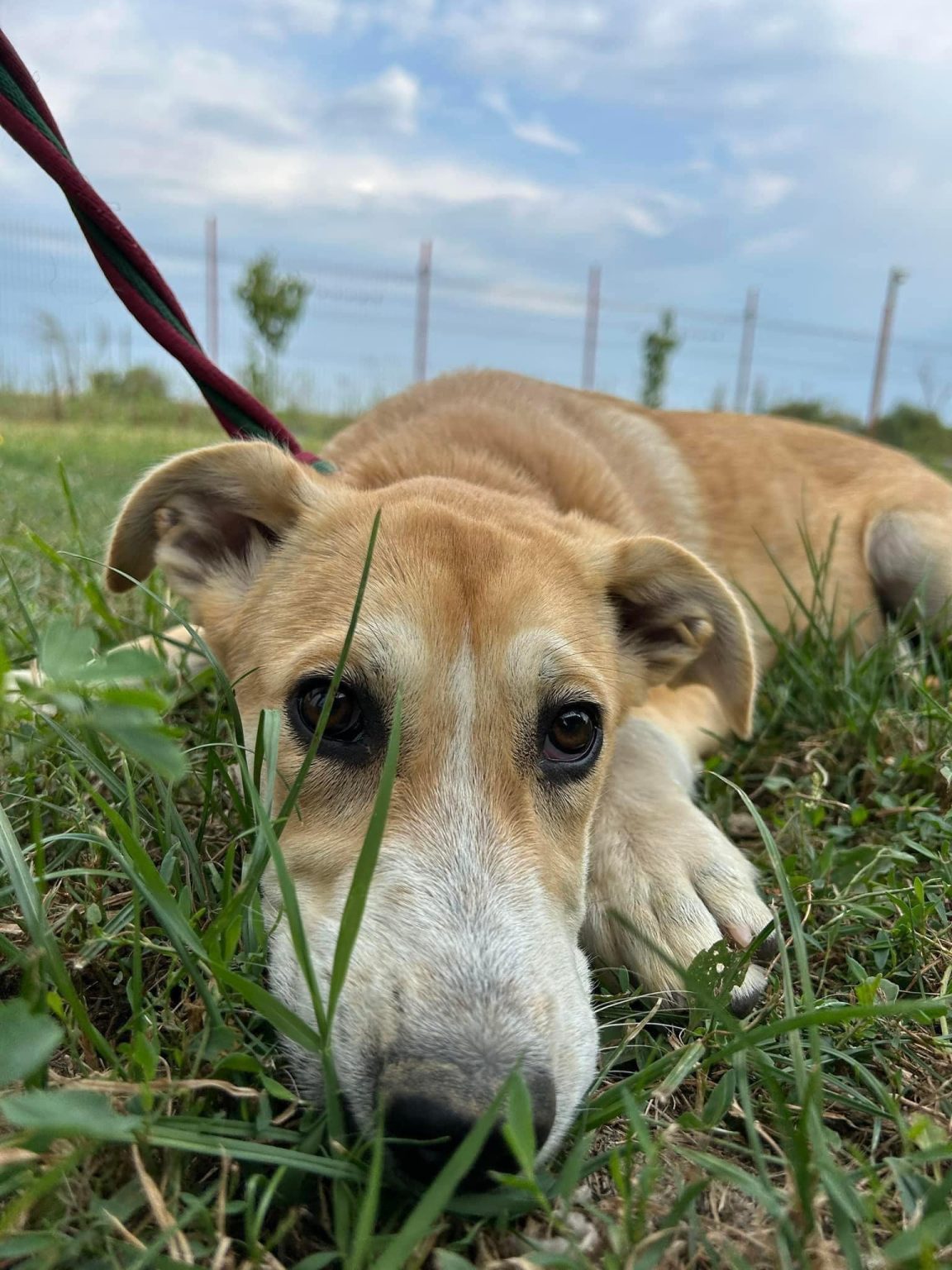 Christina - Safe Rescue for Dogs
