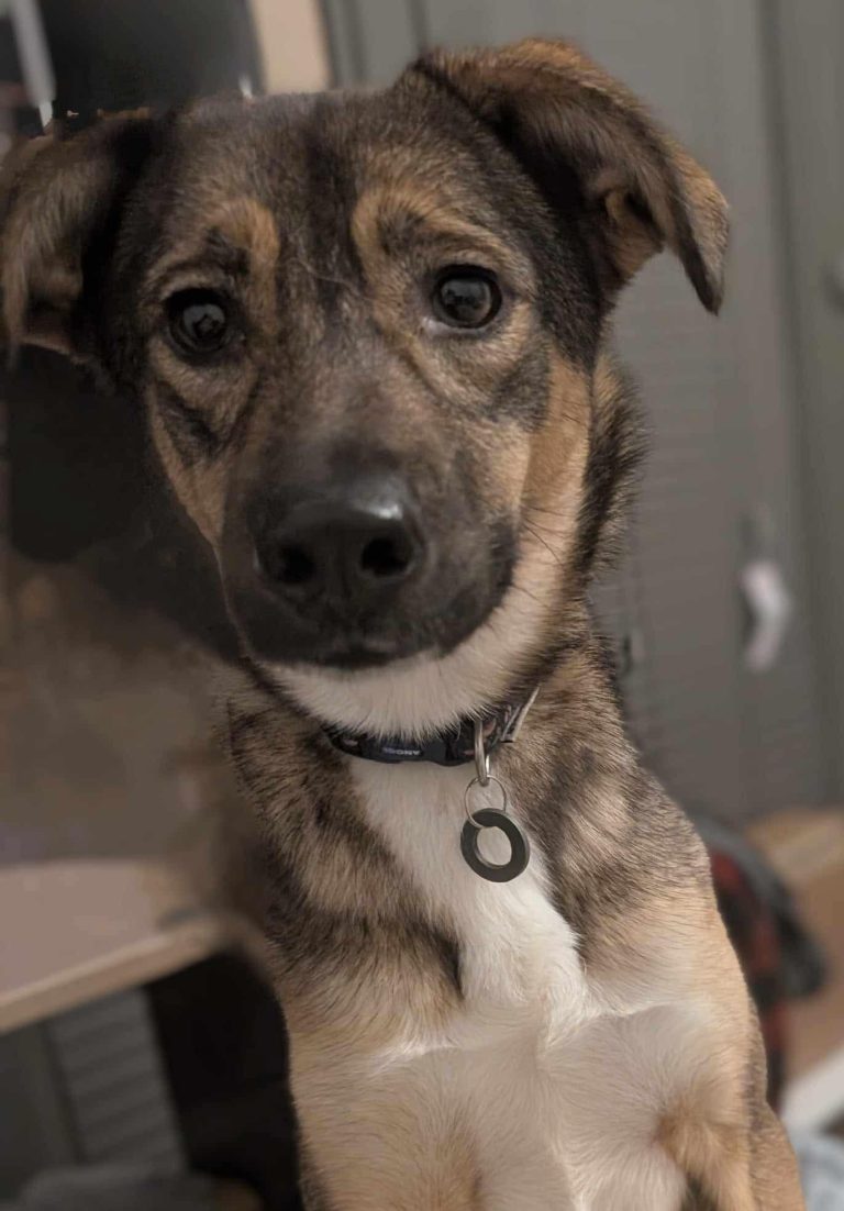 Harper - Safe Rescue for Dogs