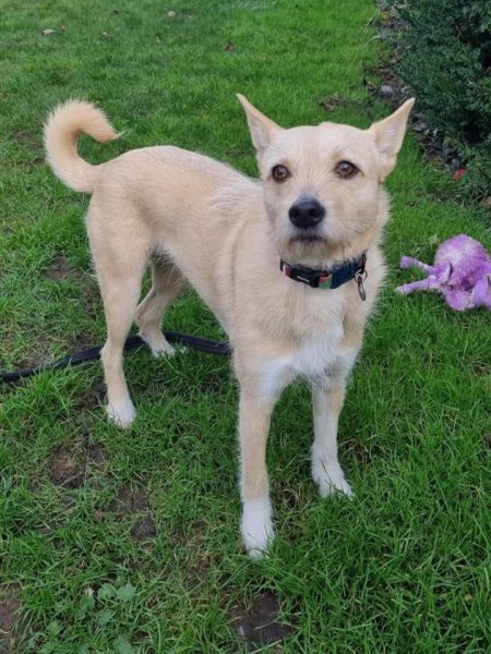 Val - Safe Rescue for Dogs
