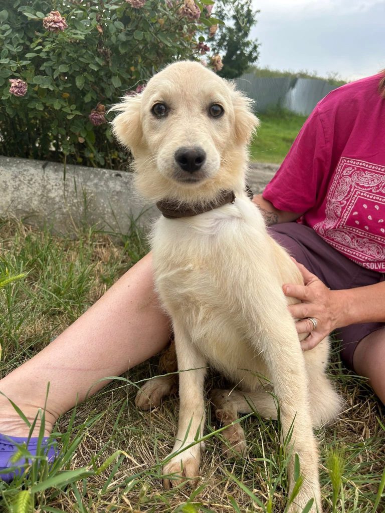 Cathy - Safe Rescue for Dogs