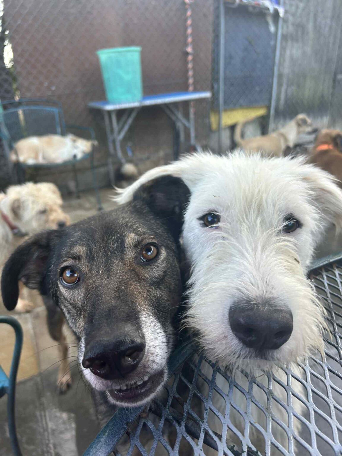 Peter - Safe Rescue for Dogs