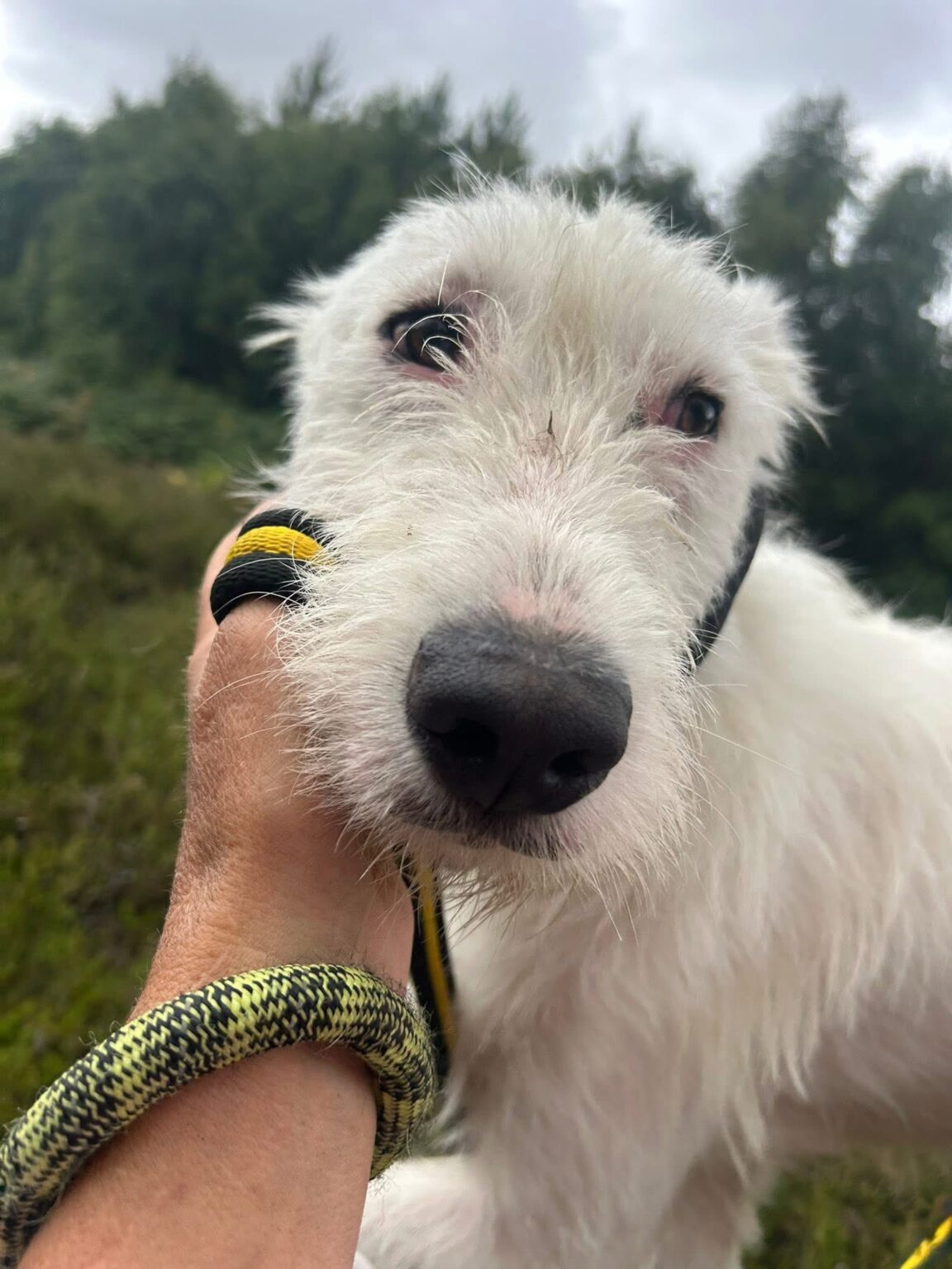 Peter - Safe Rescue for Dogs