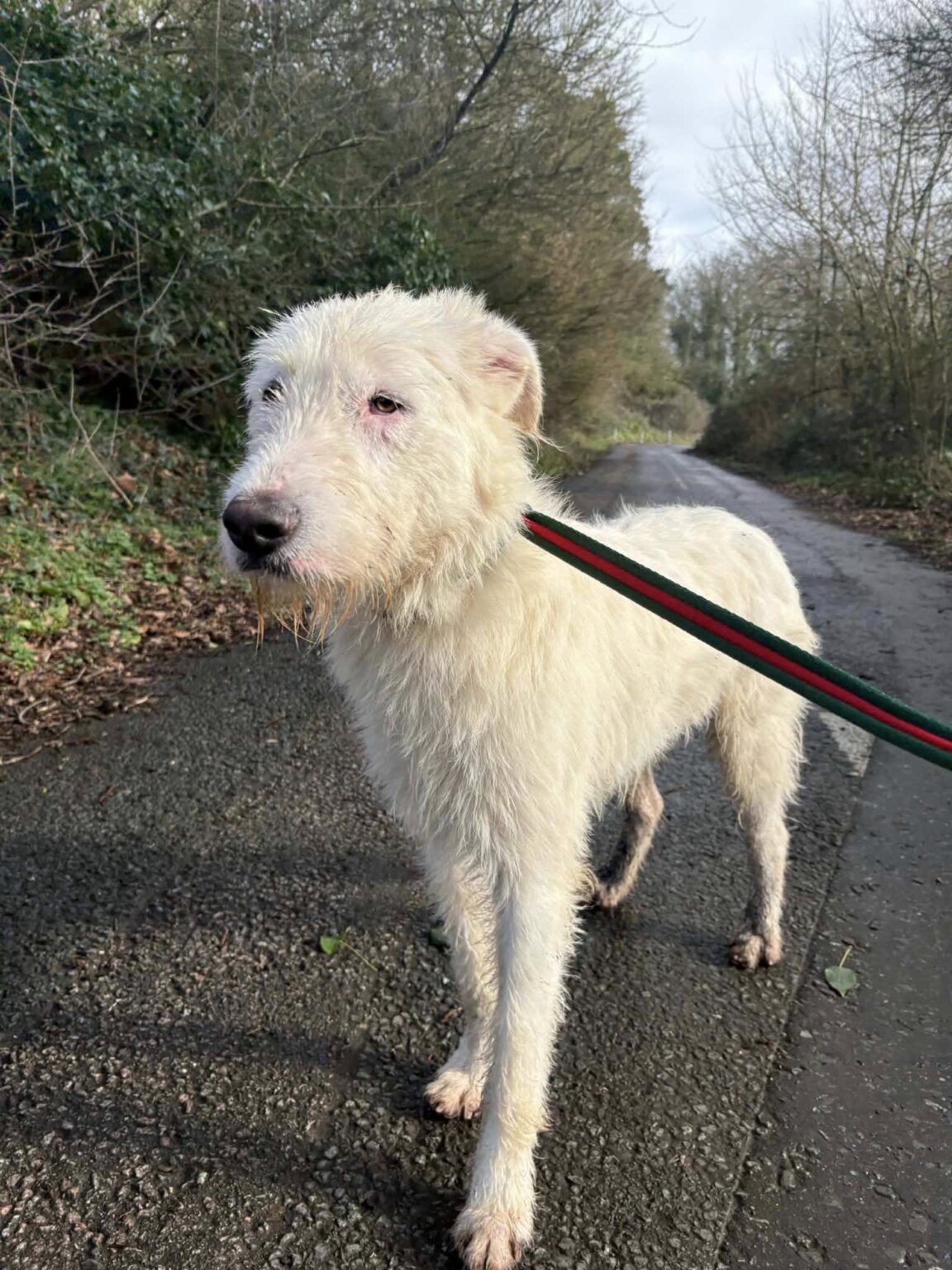 Peter - Safe Rescue for Dogs