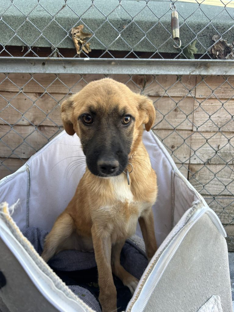 Lindsay - Safe Rescue for Dogs