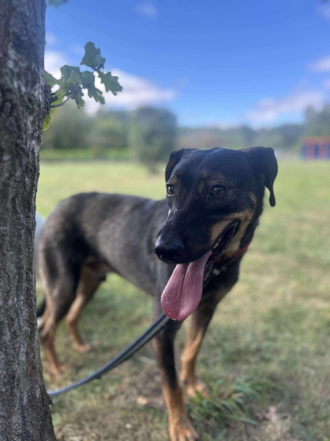 Mr Bean - Safe Rescue for Dogs