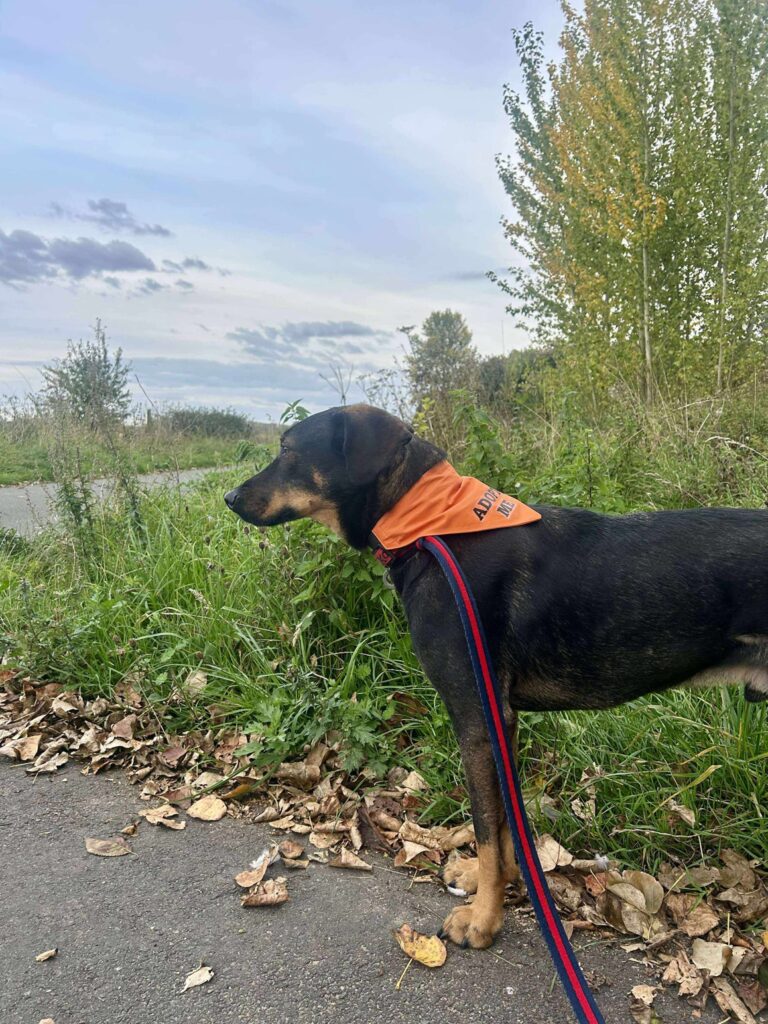 Mr Bean - Safe Rescue for Dogs