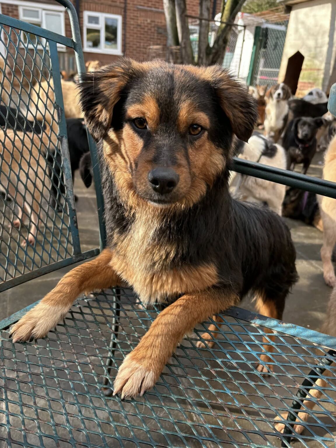Sherman - Safe Rescue for Dogs
