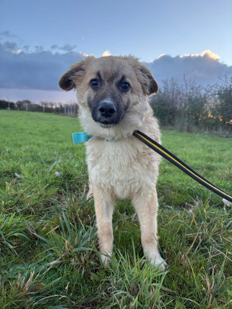 Finn - Safe Rescue for Dogs