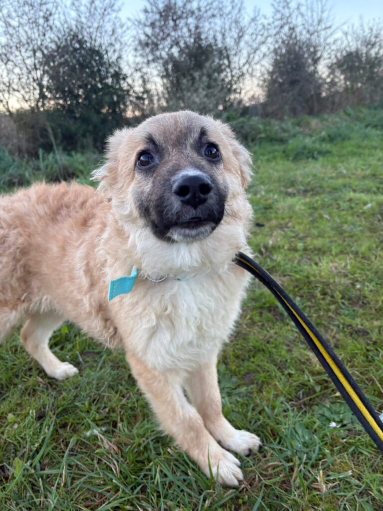 Finn - Safe Rescue for Dogs