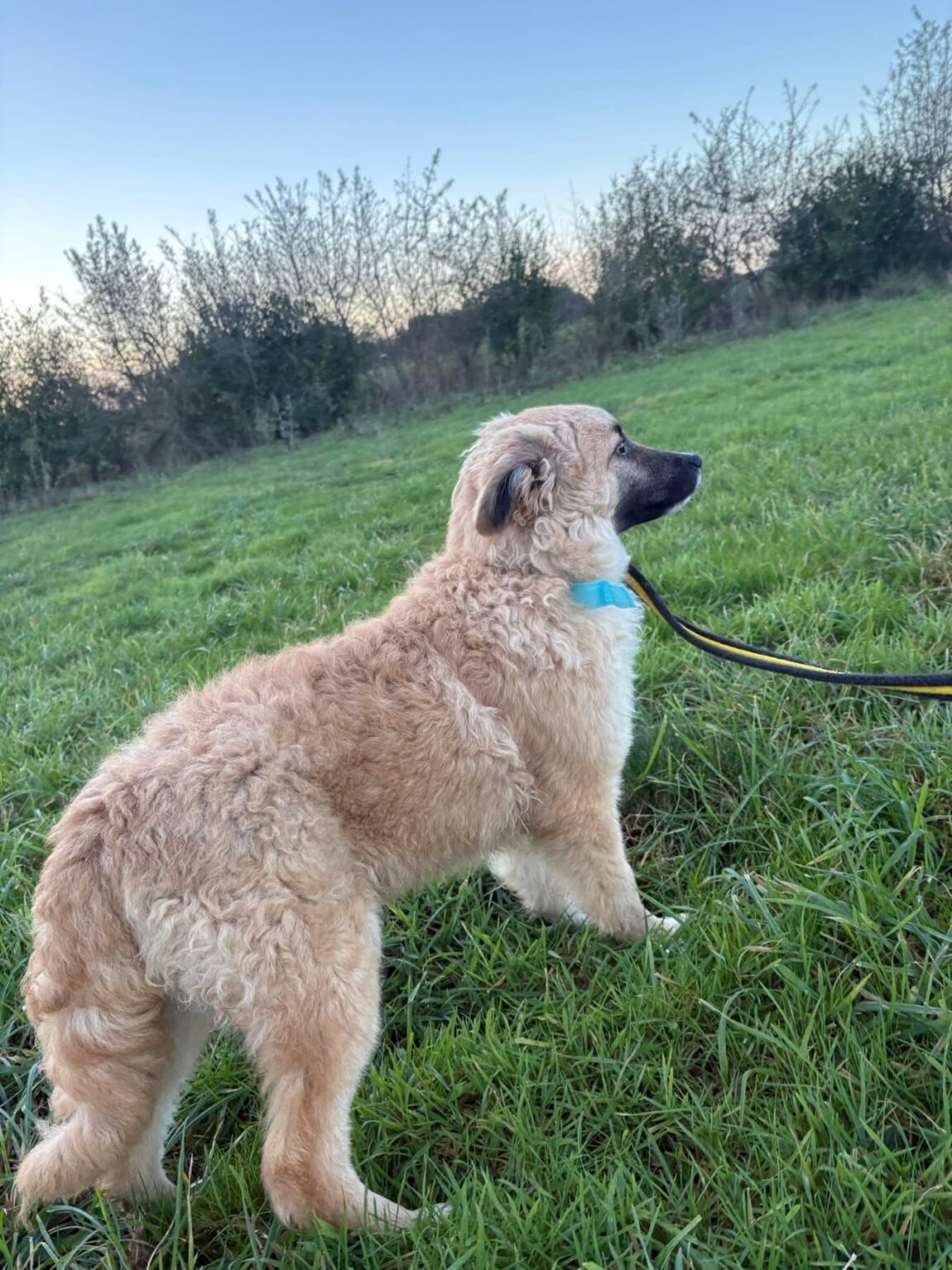 Finn - Safe Rescue for Dogs