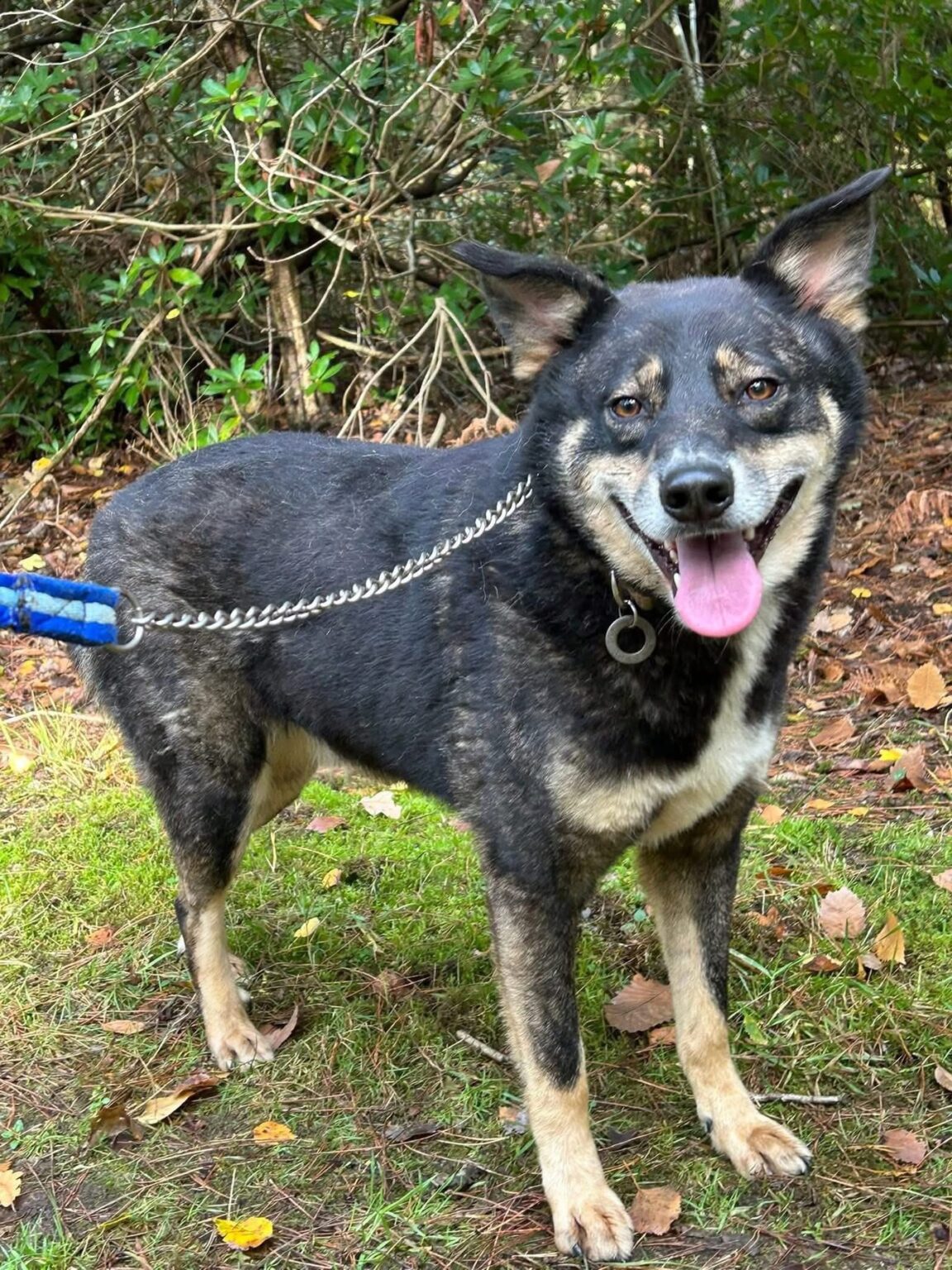 Ben - Safe Rescue for Dogs