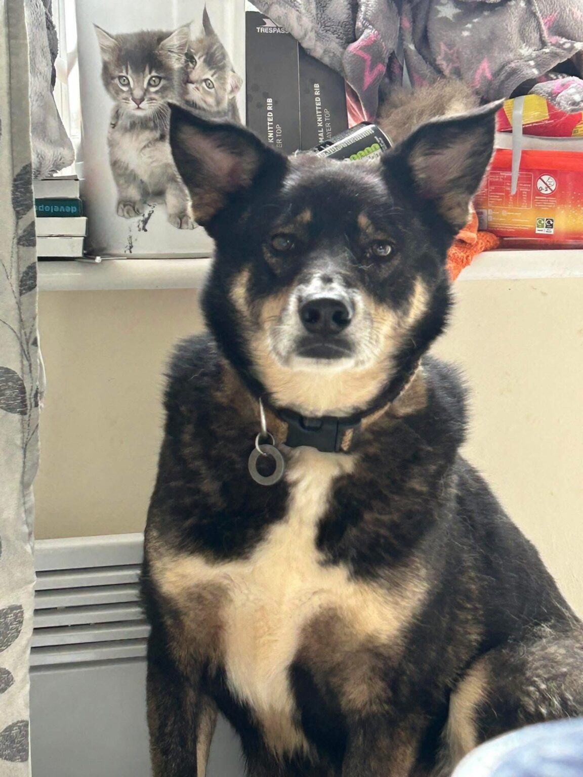 Ben - Safe Rescue for Dogs