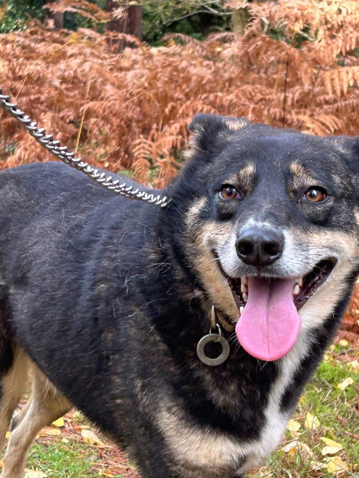 Ben - Safe Rescue for Dogs