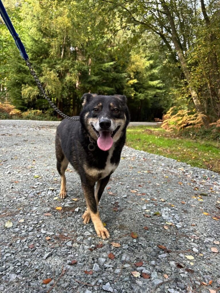 Ben - Safe Rescue for Dogs