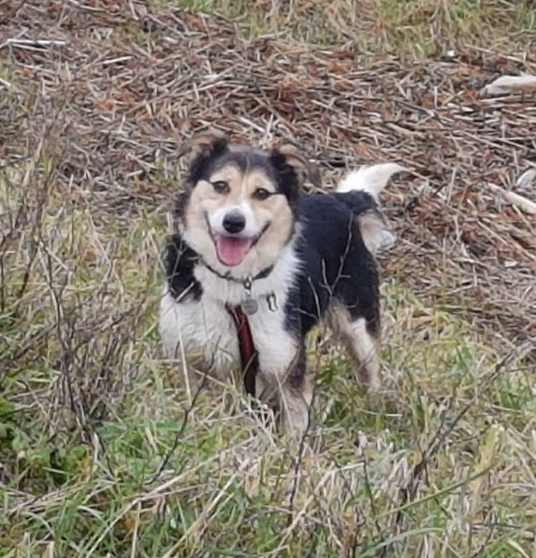 Tara - Safe Rescue for Dogs