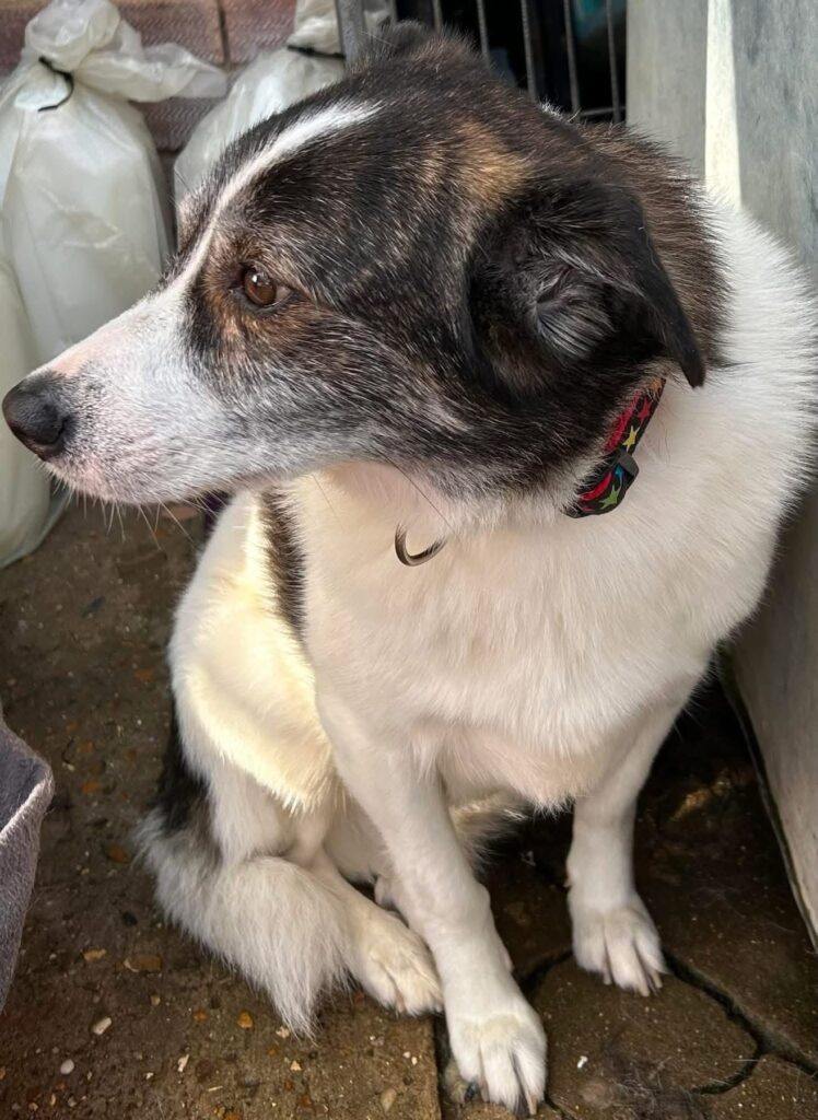 Albie - Safe Rescue for Dogs