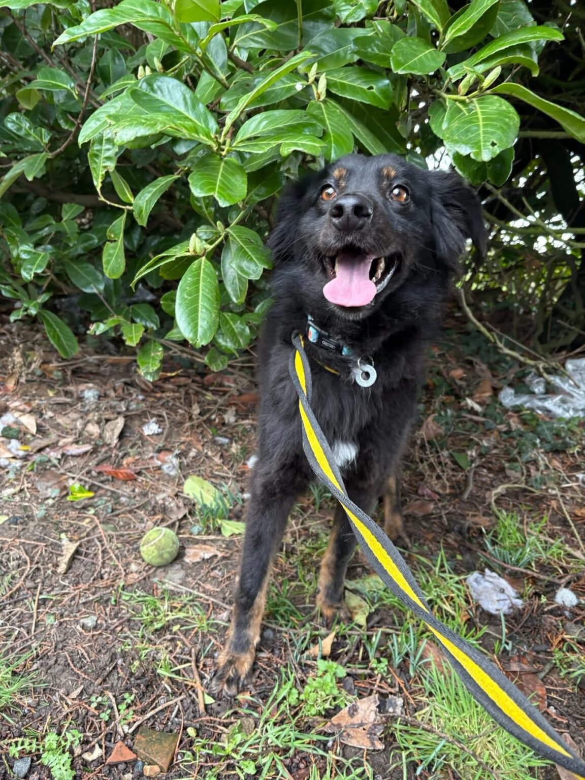 Newton - Safe Rescue for Dogs