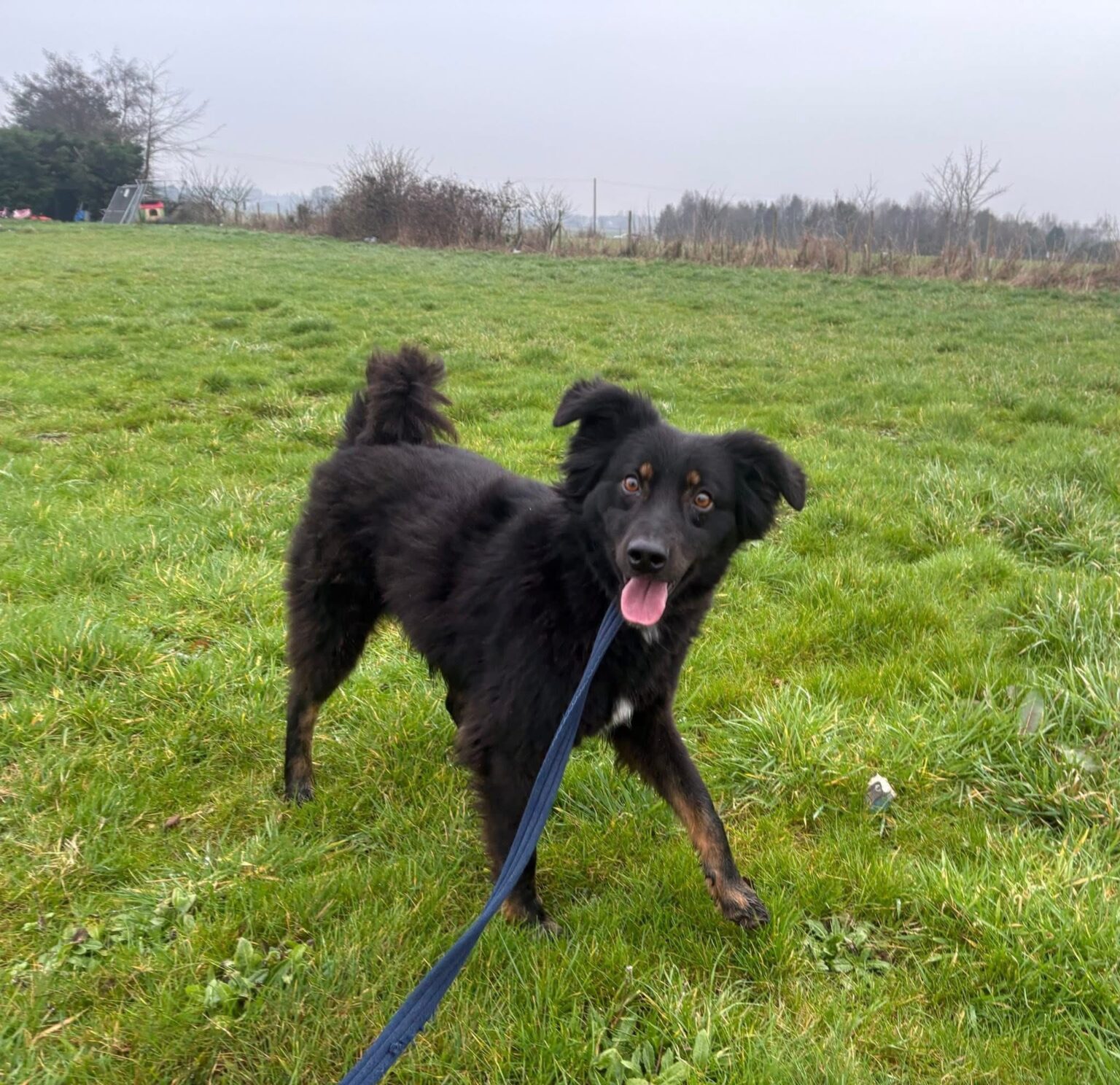 Newton - Safe Rescue for Dogs
