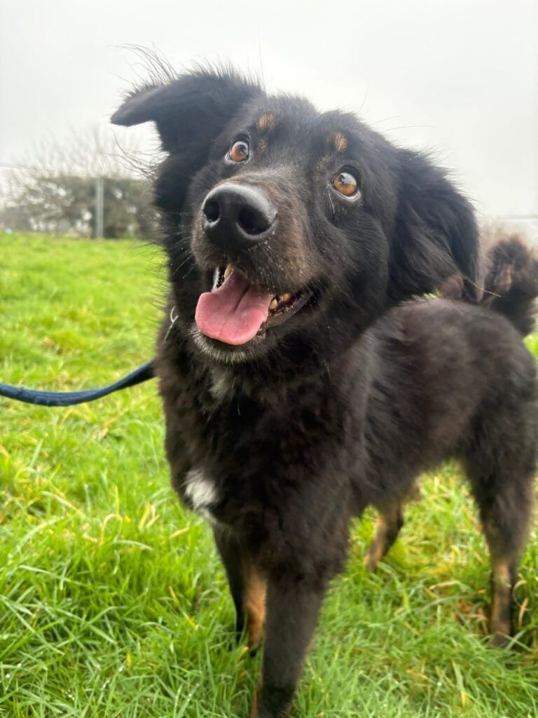 Newton - Safe Rescue for Dogs