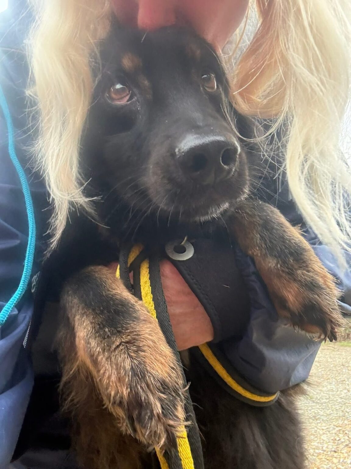 Newton - Safe Rescue for Dogs