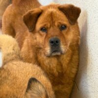Dogs for adoption - Safe Rescue for Dogs
