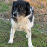 Dogs for adoption - Safe Rescue for Dogs