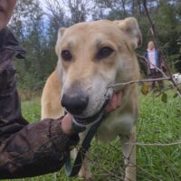 Dogs for adoption - Safe Rescue for Dogs