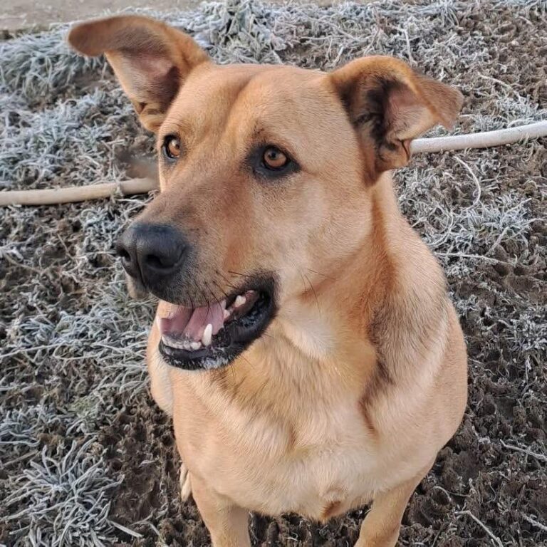 Dogs for adoption - Safe Rescue for Dogs