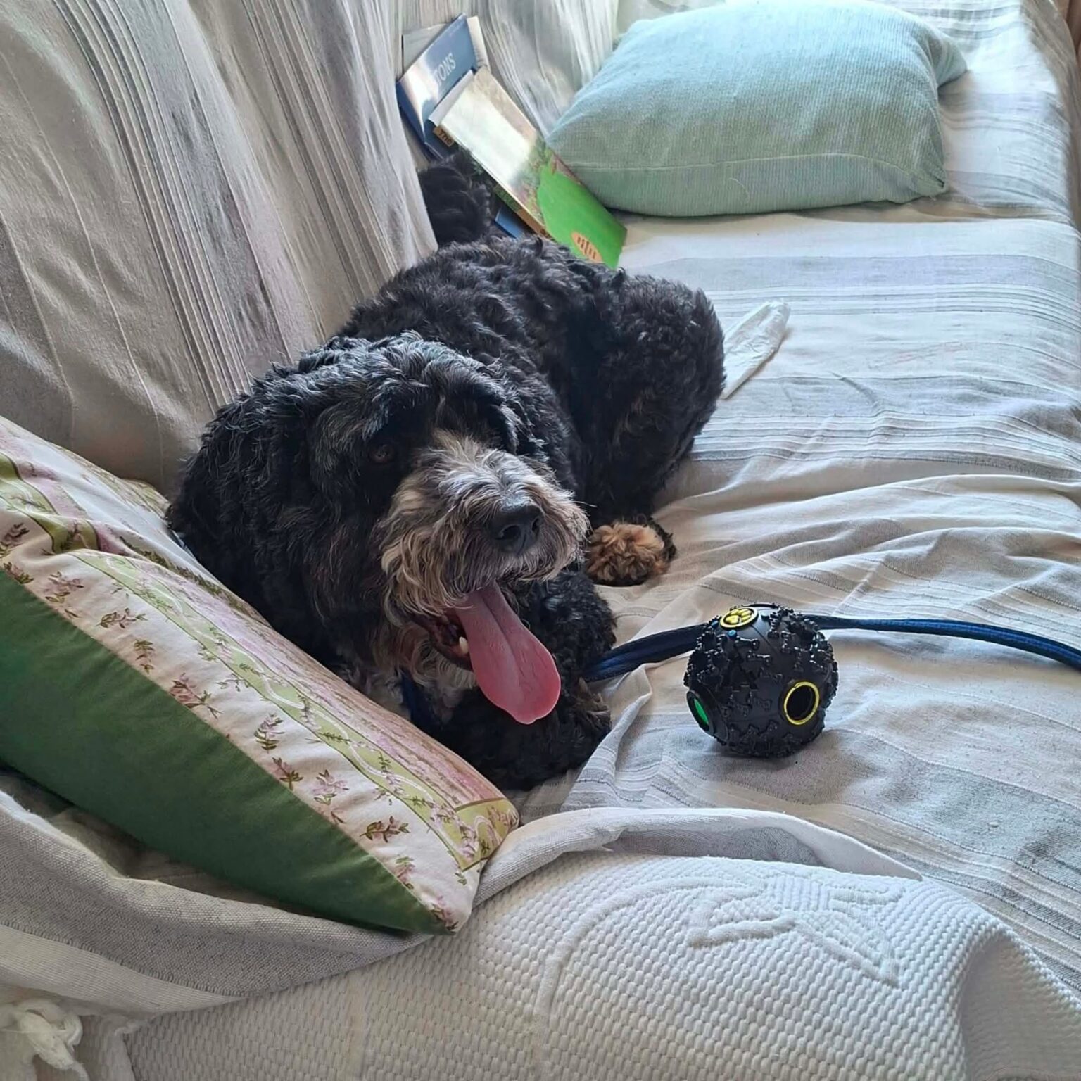 Dogs for adoption - Safe Rescue for Dogs